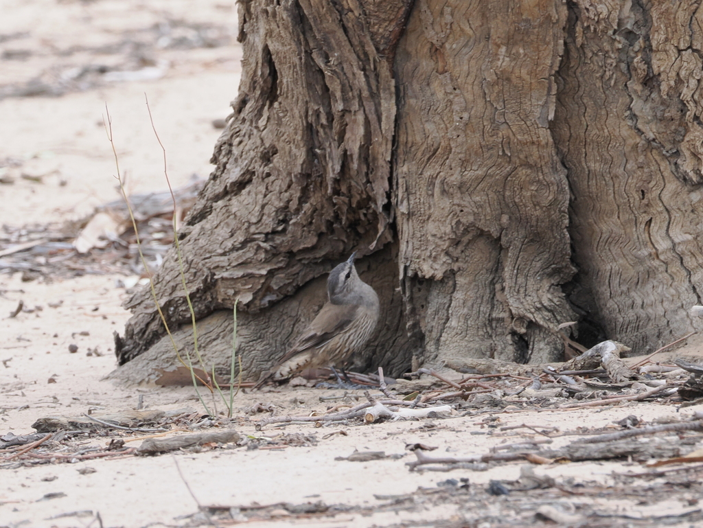 Brown Treecreeper from Nebine Creek camping area, Culgoa Floodplains ...