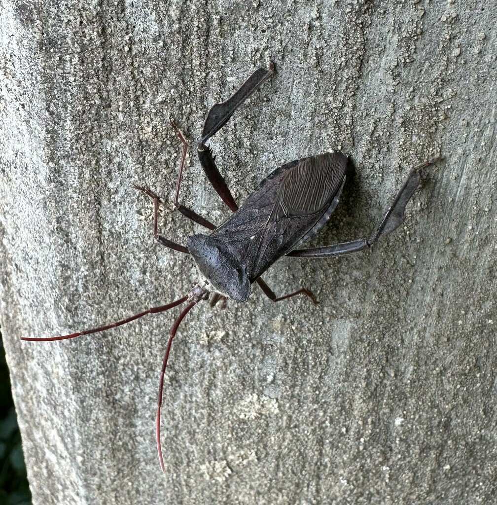 Giant leaf-footed bug from Interstate 565 at Limestone Creek, Limestone ...