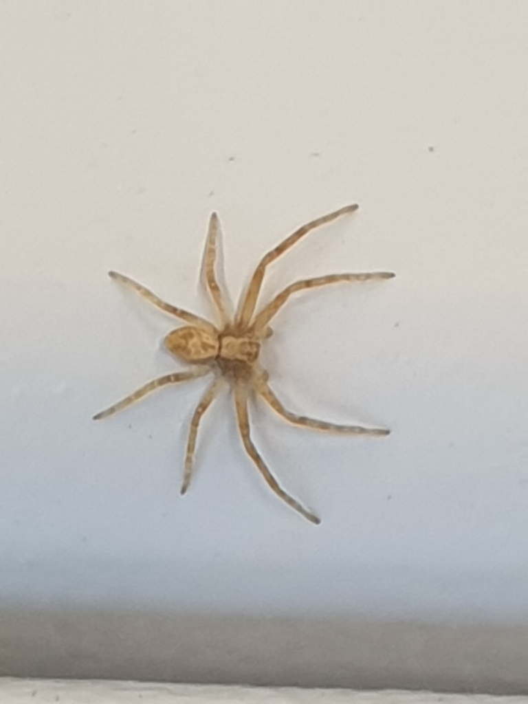 Turf Running Spider from Illertissen, Deutschland on July 18, 2023 at ...