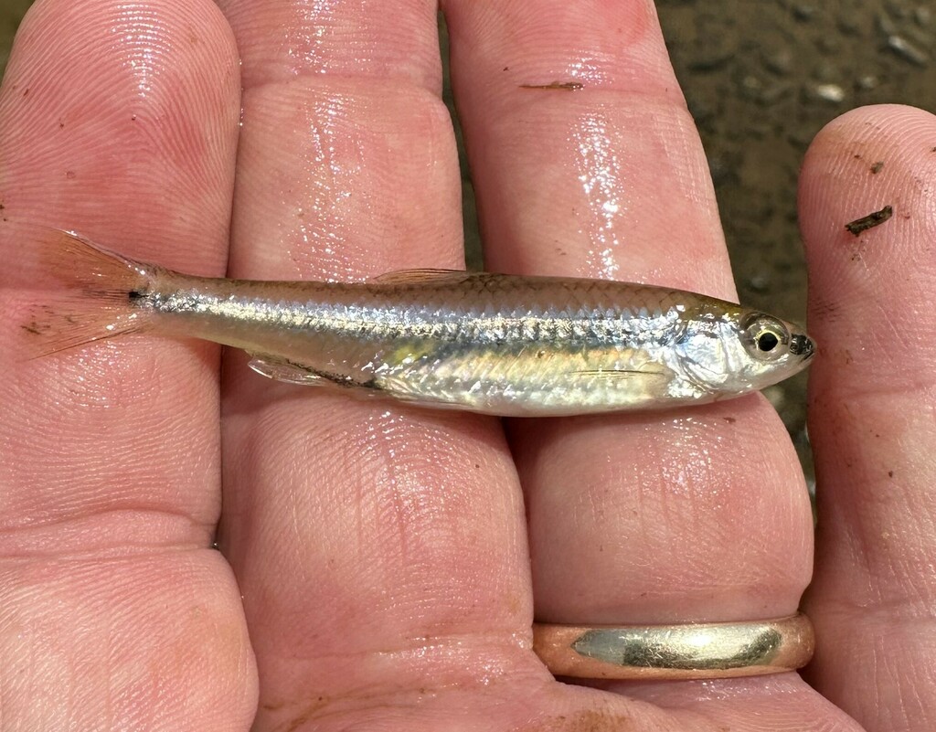 North American Minnows from Bear Creek, Bear Creek Picnic Area, Natchez ...