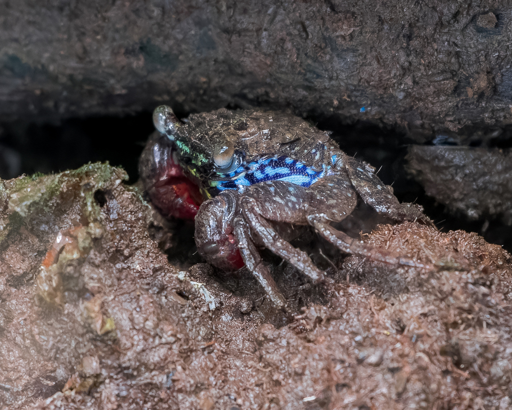Parasesarma from Panabo, Davao del Norte, Philippines on October 7 ...