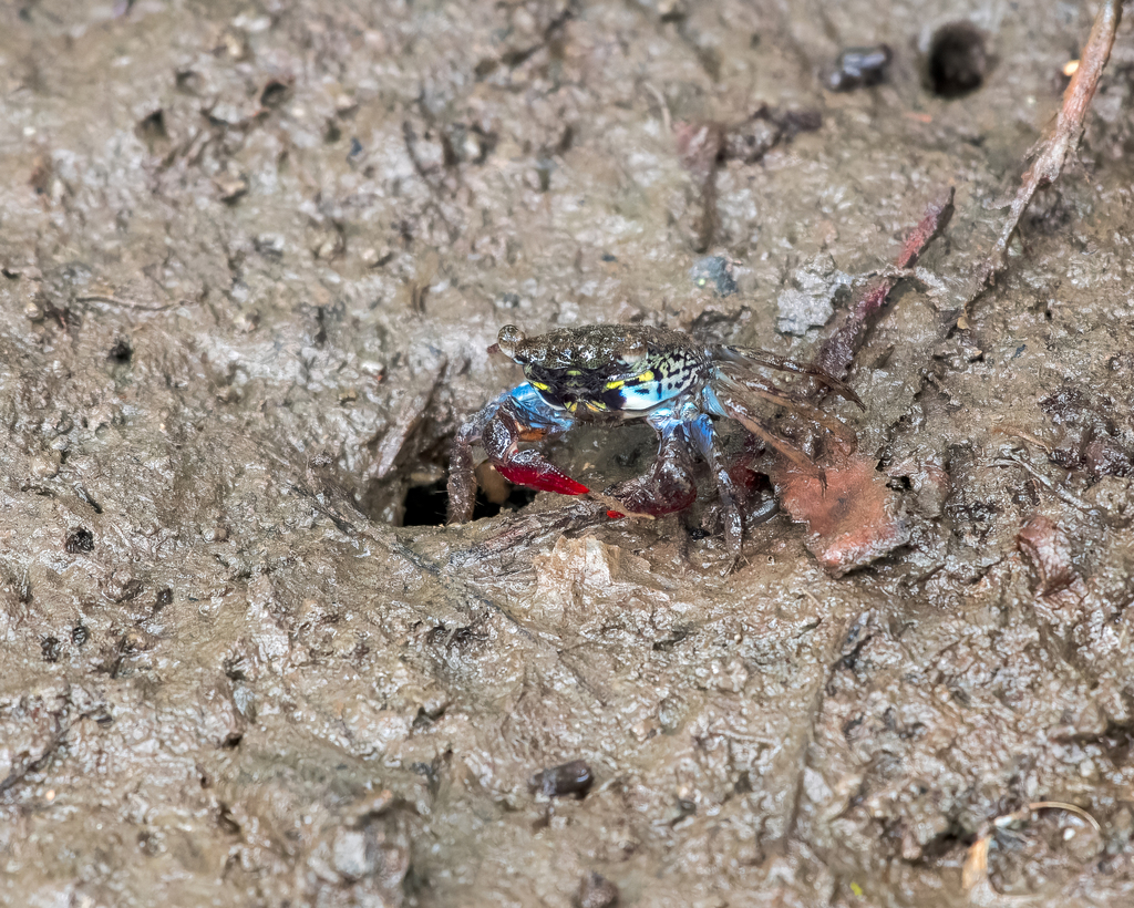 Parasesarma from Panabo, Davao del Norte, Philippines on October 7 ...