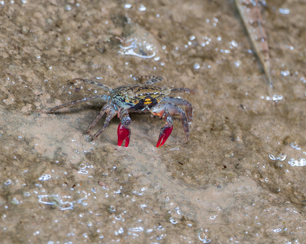 Parasesarma from Loboc, Bohol, Philippines on June 16, 2023 at 01:15 PM ...