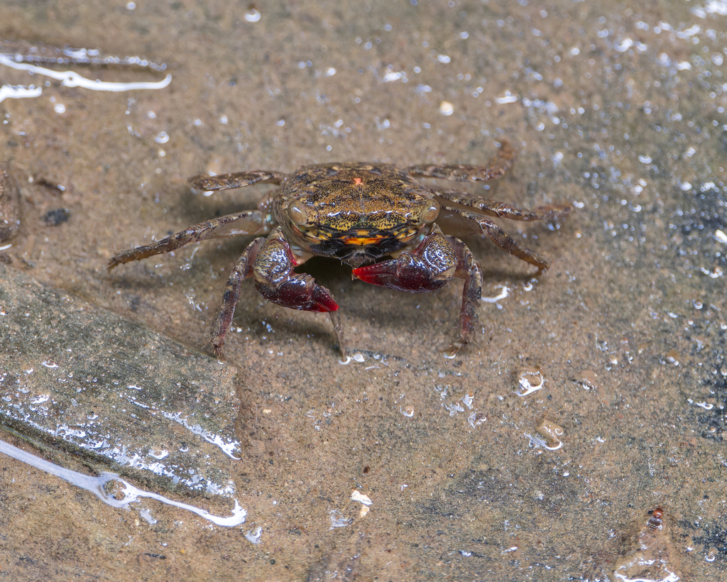 Parasesarma from Loboc, Bohol, Philippines on June 16, 2023 at 11:44 AM ...