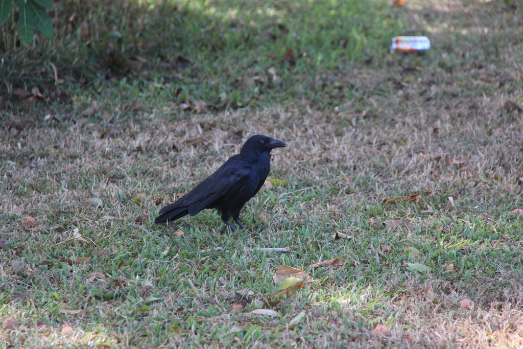 Torresian Crow from Mission River QLD 4874, Australia on June 12, 2023 ...