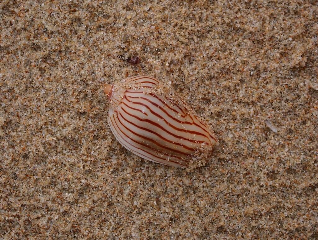 Zebra Volute from Barcoongere NSW 2460, Australia on July 18, 2023 at ...