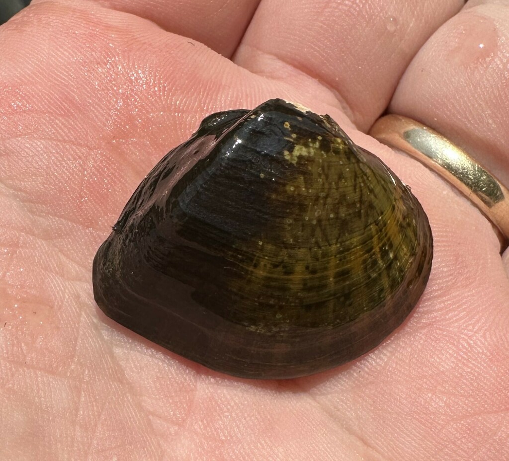 Deertoe Mussel from Bear Creek, mouth of Rock Creek, Colbert County, AL ...