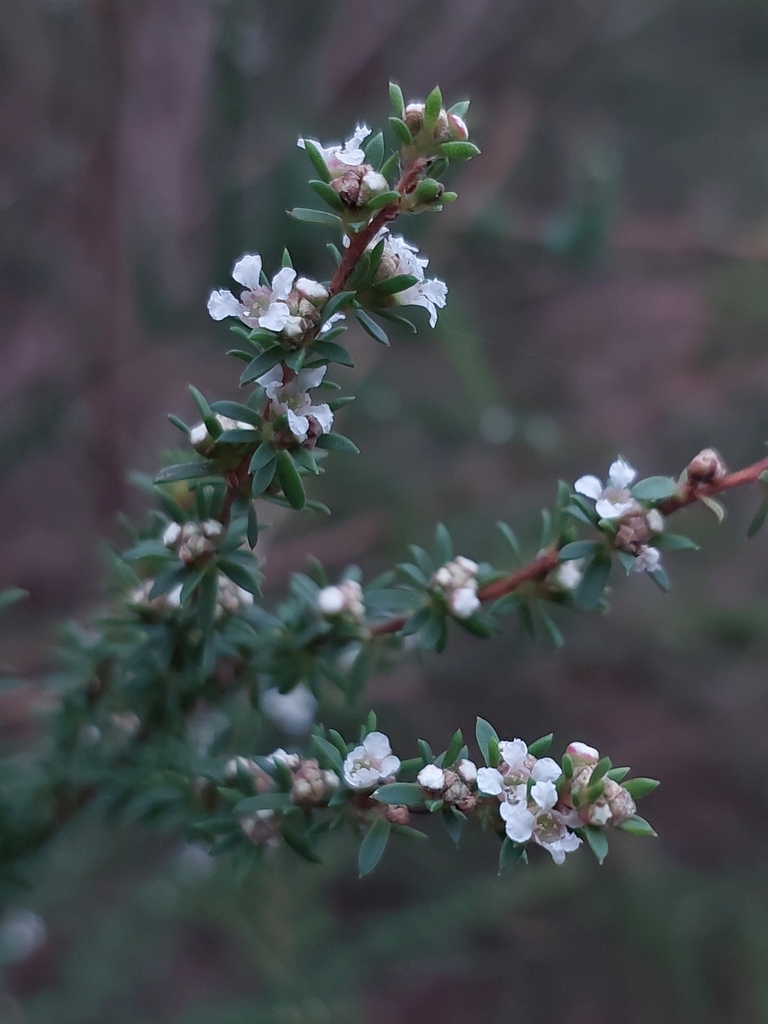 tea tree from Drome WA 6330, Australia on July 18, 2023 at 11:49 AM by ...