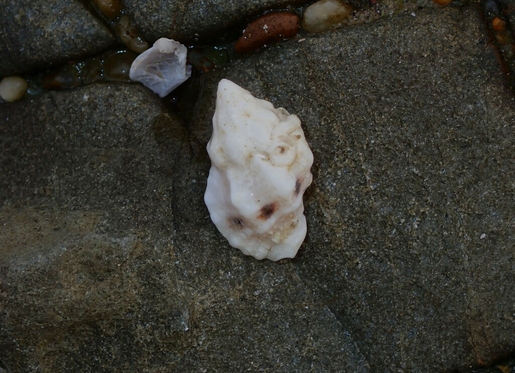Pascula ochrostoma from Barcoongere NSW 2460, Australia on July 18, 2023 at 11:27 AM by Adrian ...