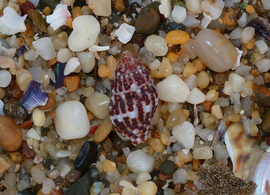 Engina armillata from Barcoongere NSW 2460, Australia on July 18, 2023 ...