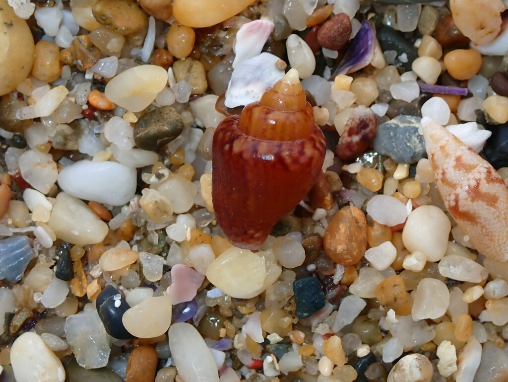 Dotted Dove Shell from Barcoongere NSW 2460, Australia on July 18, 2023 ...