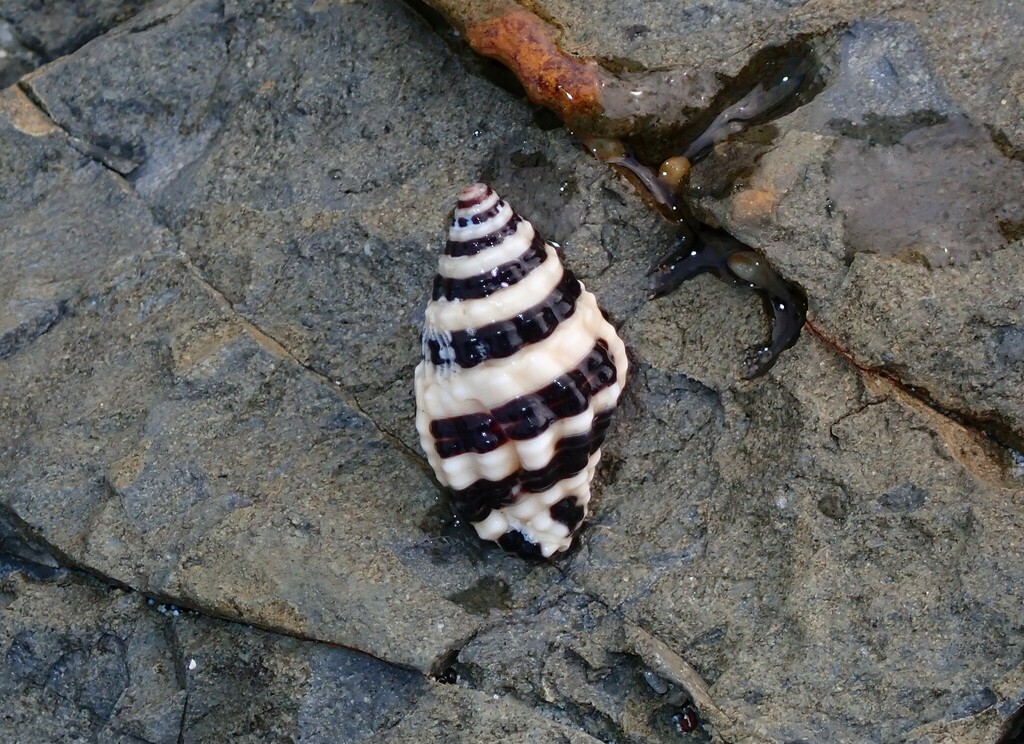 Engina zonalis from Barcoongere NSW 2460, Australia on July 18, 2023 at ...