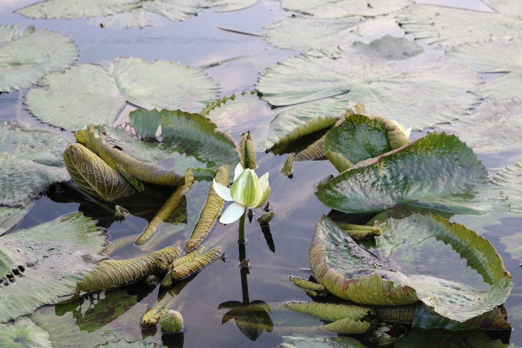 Egyptian white water-lily from South Africa on May 5, 2021 at 05:03 PM ...