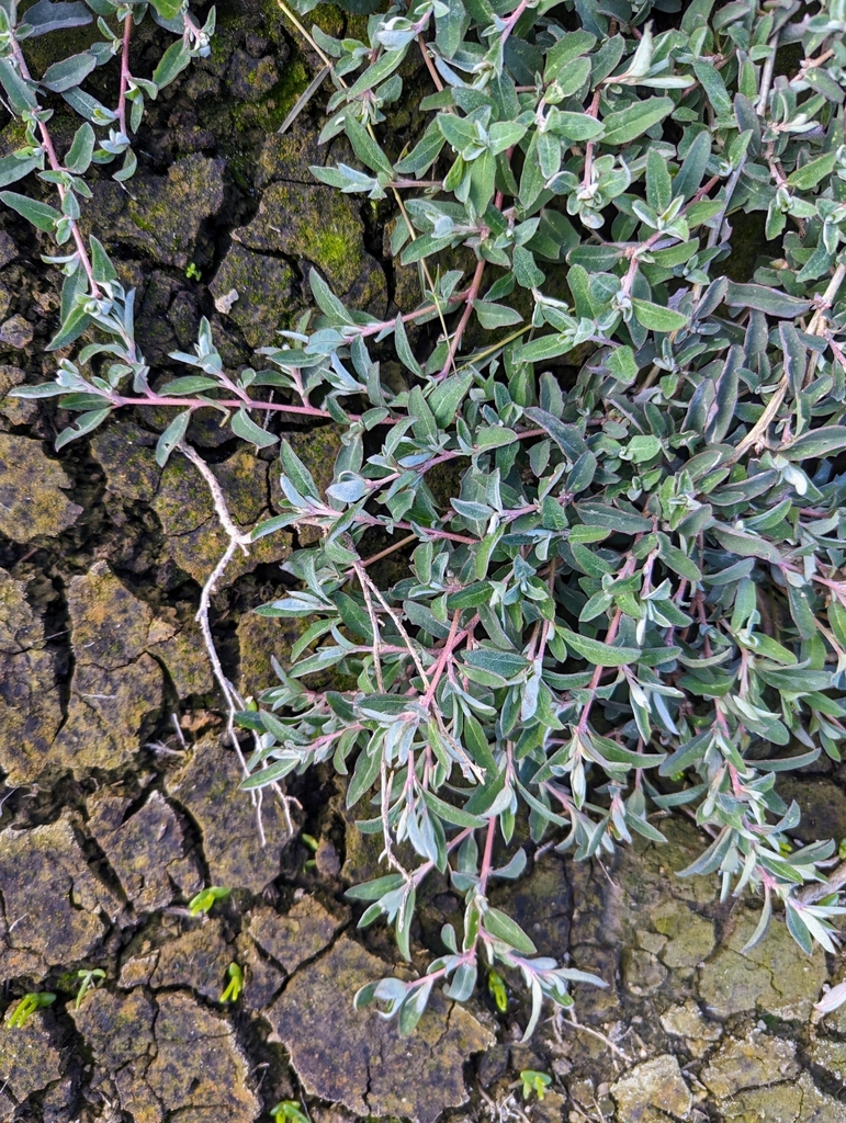 Slender-fruit Saltbush in July 2023 by cinclosoma · iNaturalist