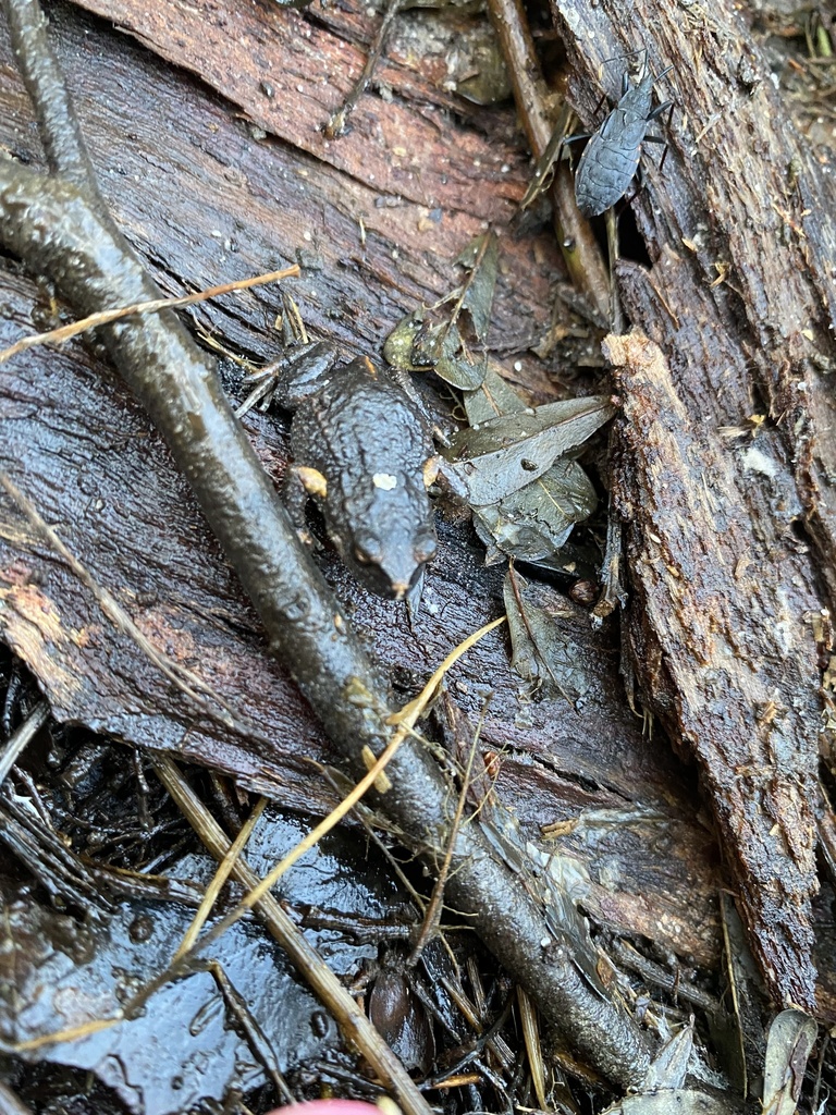 Brown Toadlet from Morialta Conservation Park, Woodforde, SA, AU on ...