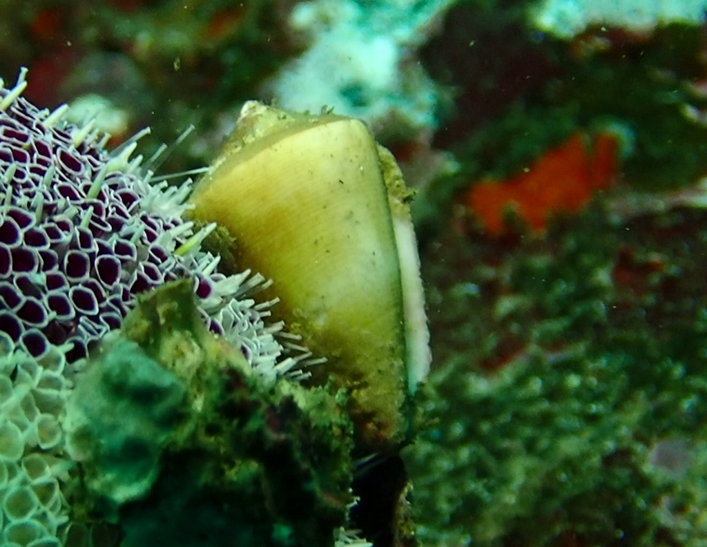 Oak Cone from Anaho Bay, French Polynesia on August 20, 2020 at 12:48 ...