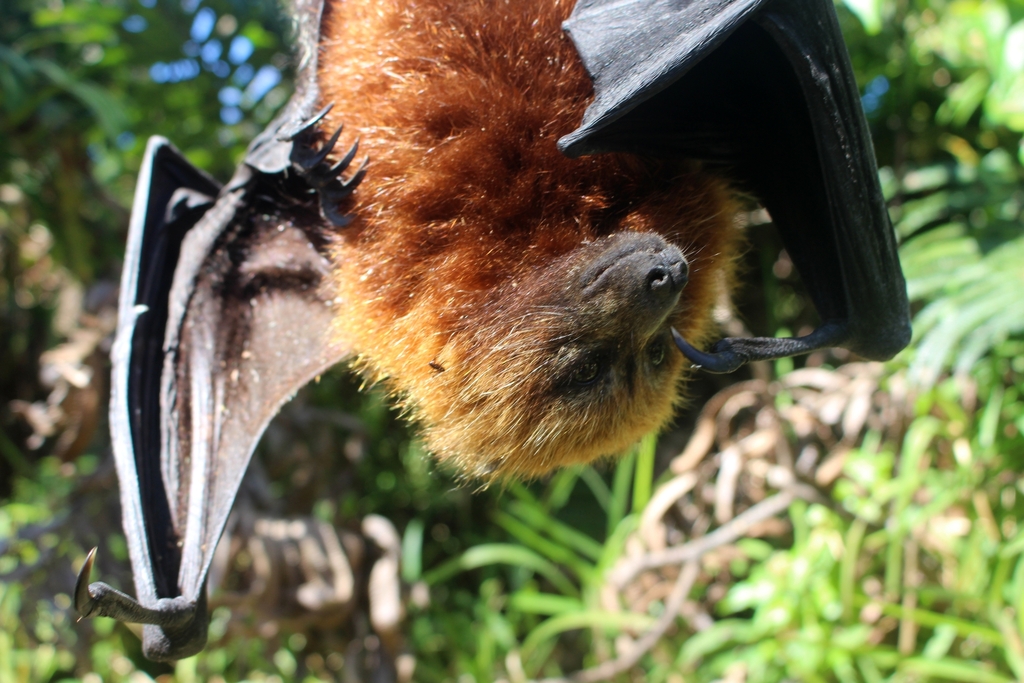 Insular Flying Fox from Touho, Nouvelle-Calédonie on July 12, 2023 at ...