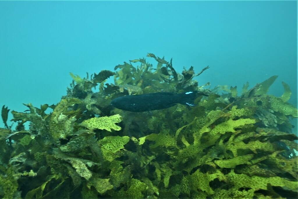 Herring Cale from Sydney NSW, Australia on July 18, 2023 at 11:16 AM by ...
