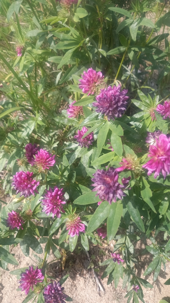 lupine clover from Респ. Бурятия, Россия, 671622 on July 16, 2023 at 01 ...
