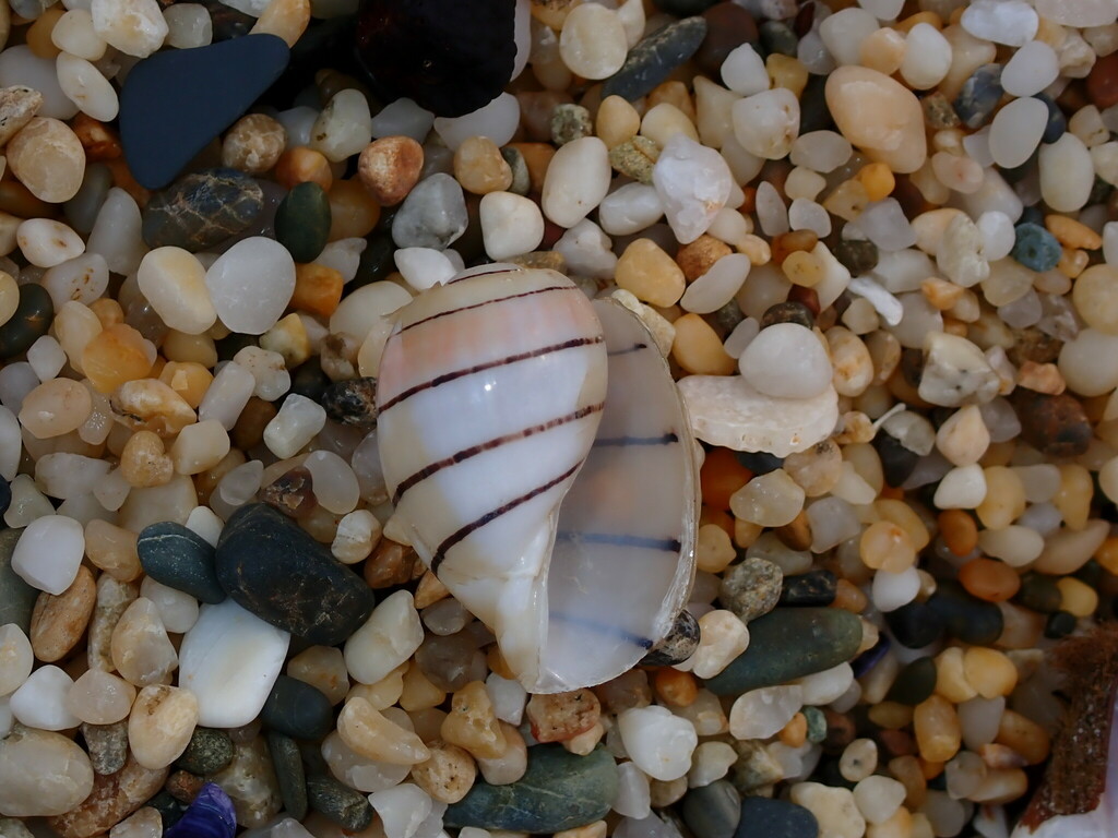 Pink Bubble Snail from Barcoongere NSW 2460, Australia on July 18, 2023 ...