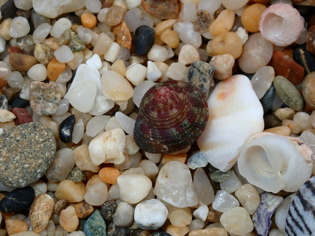 Clanculus clangulus from Barcoongere NSW 2460, Australia on July 18 ...