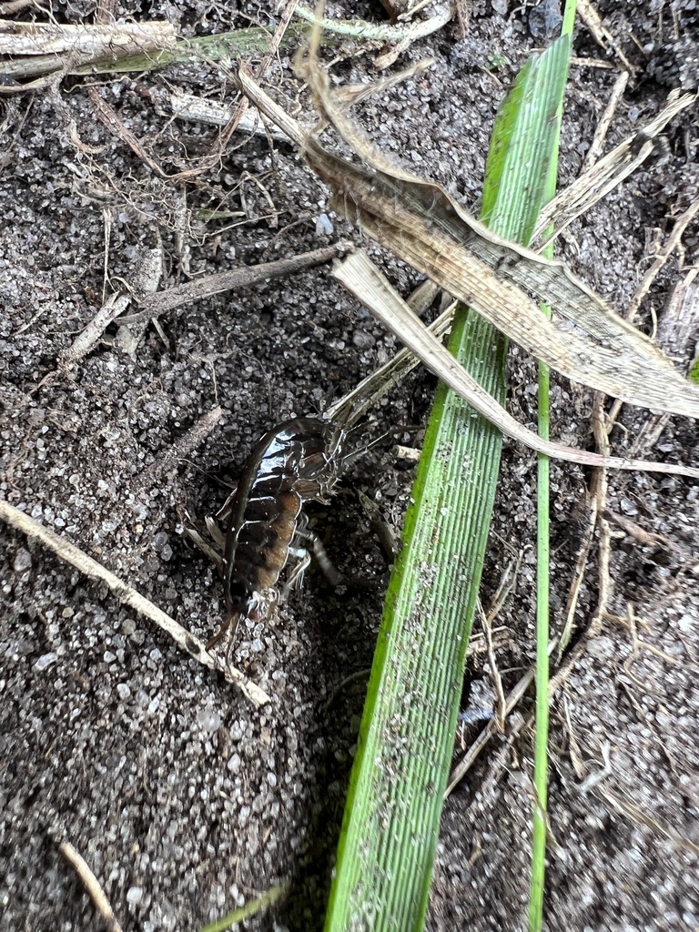Lawn Shrimp from Doug Denyer Reserve, Mordialloc, VIC, AU on July 18 ...