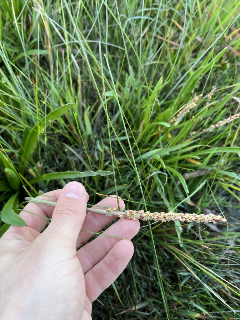 narrow plantain from Doug Denyer Reserve, Mordialloc, VIC, AU on July ...
