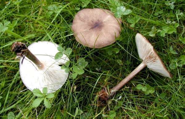 Melanoleuca humilis from Alderhurst on August 27, 2000 by Jerry Cooper ...