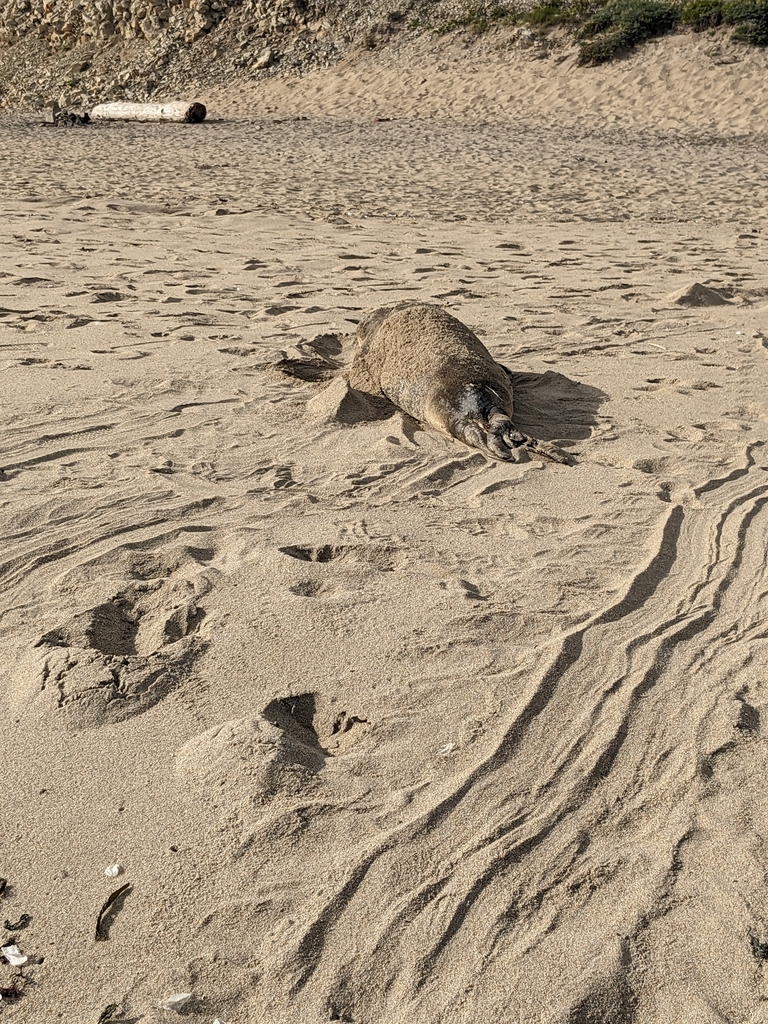 Northern Elephant Seal from Davenport, CA 95017, USA on June 15, 2023 ...