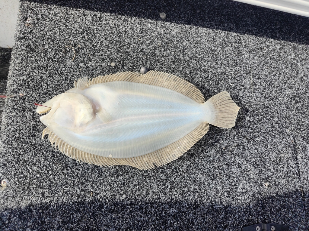Largetooth Flounder (Pseudorhombus arsius) - Marine Life Identification