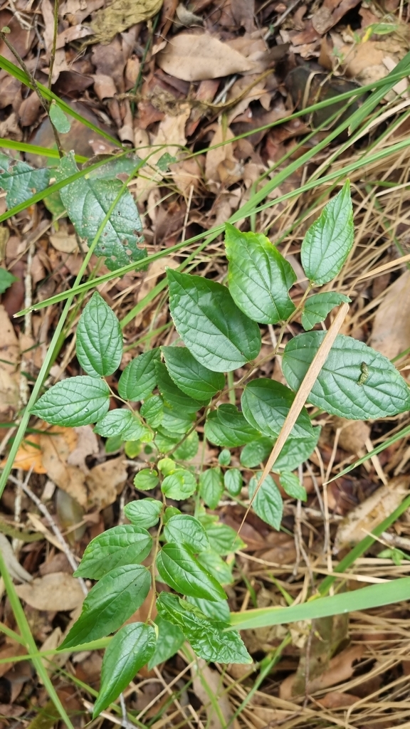 Chinese Hackberry from Mount Kilcoy QLD 4515, Australia on July 16 ...
