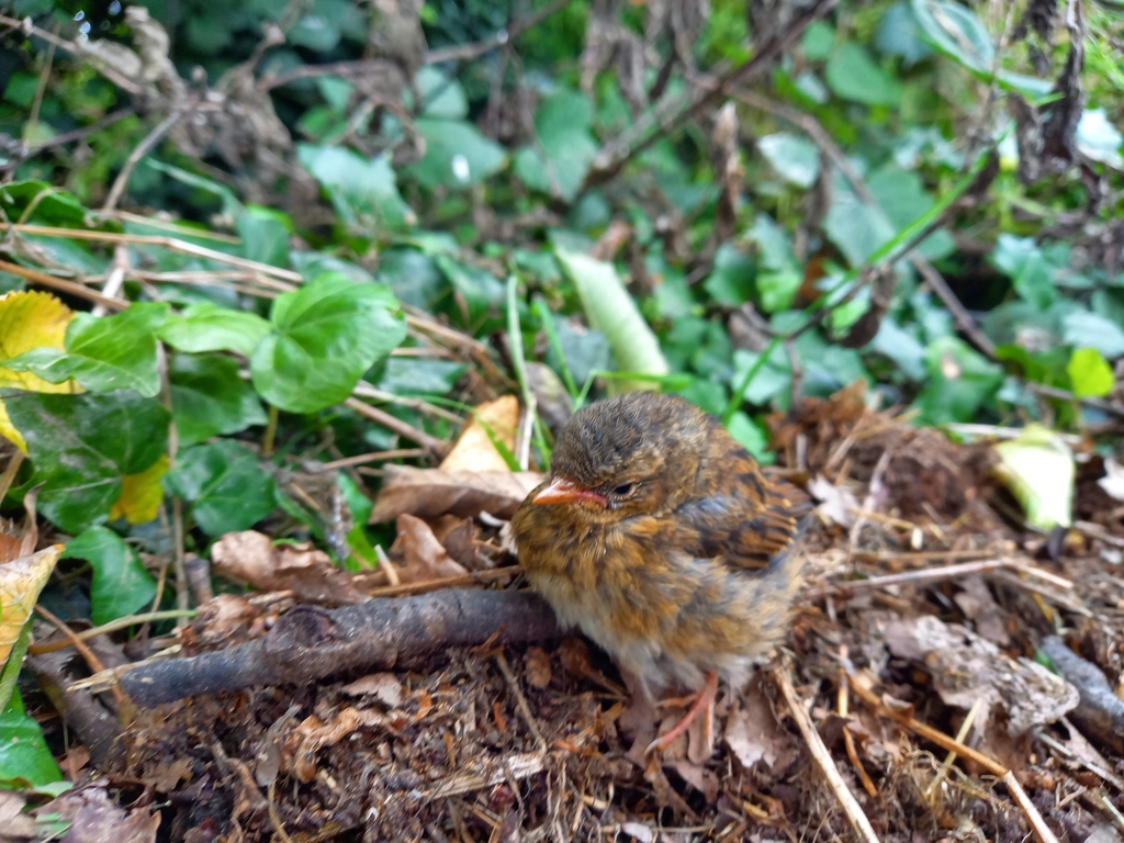 Perching Birds from Water Orton Civil Parish, UK on July 18, 2023 at 09 ...