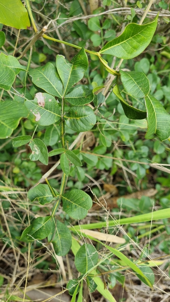 Flindersia collina from Mount Kilcoy QLD 4515, Australia on July 16 ...
