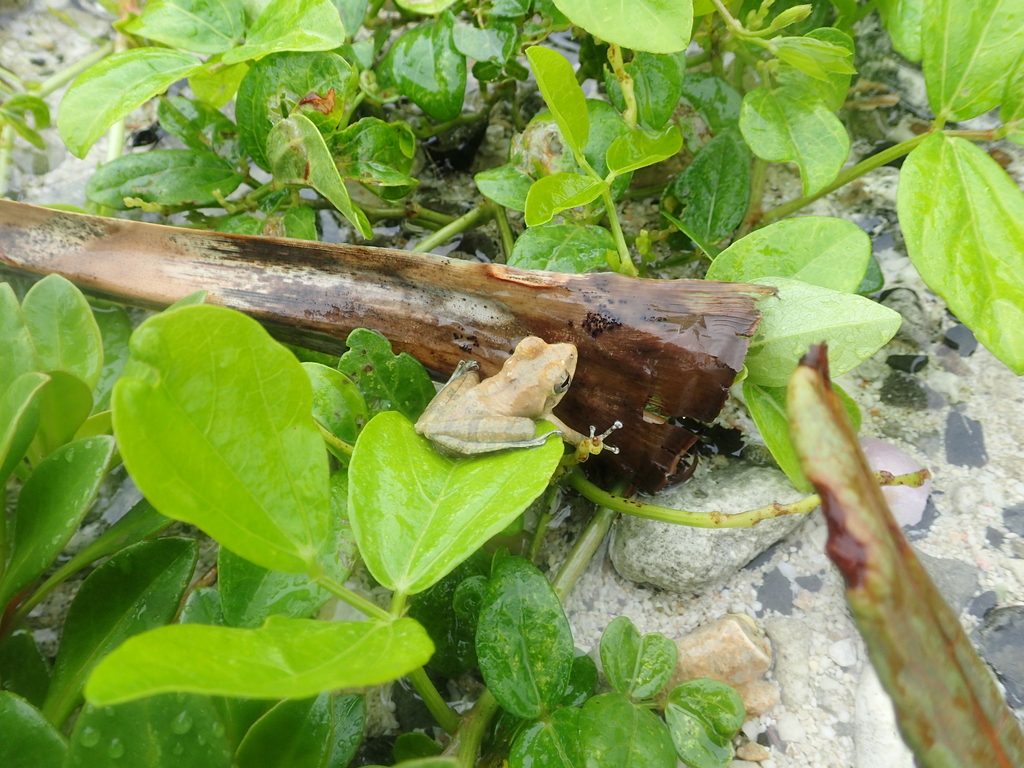Ryukyu Kajika Frog in June 2023 by hakkahamushi · iNaturalist