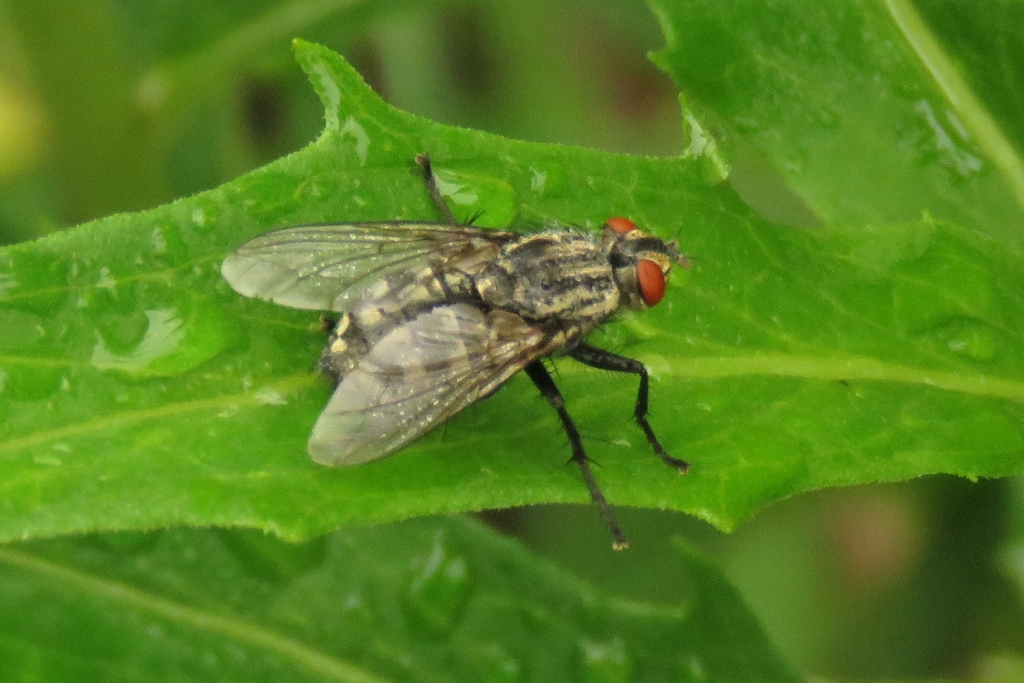 Calyptrate Flies from Орехово, Ленинградская обл., Россия, 188731 on ...