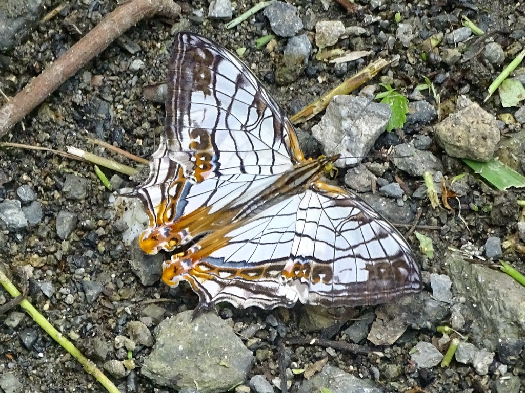 Cyrestis thyodamas mabella from Naze Oaza Asato, Amami, Kagoshima 894 ...