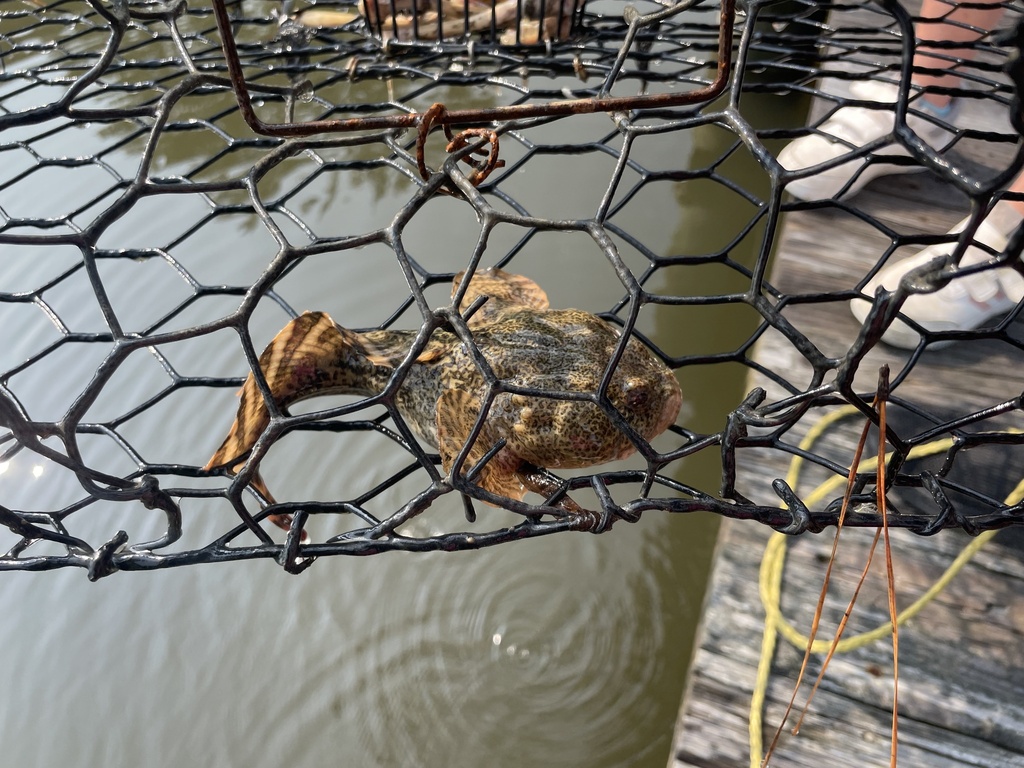 Oyster Toadfish from Henlopen Acres Marina, Henlopen Acres, DE, US on ...