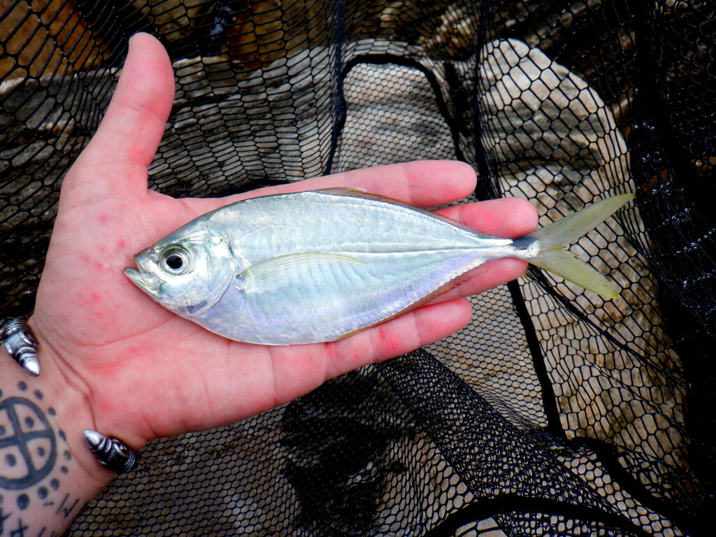 Atlantic Bumper from Lower Grand Lagoon, FL 32408, USA on May 26, 2022 ...