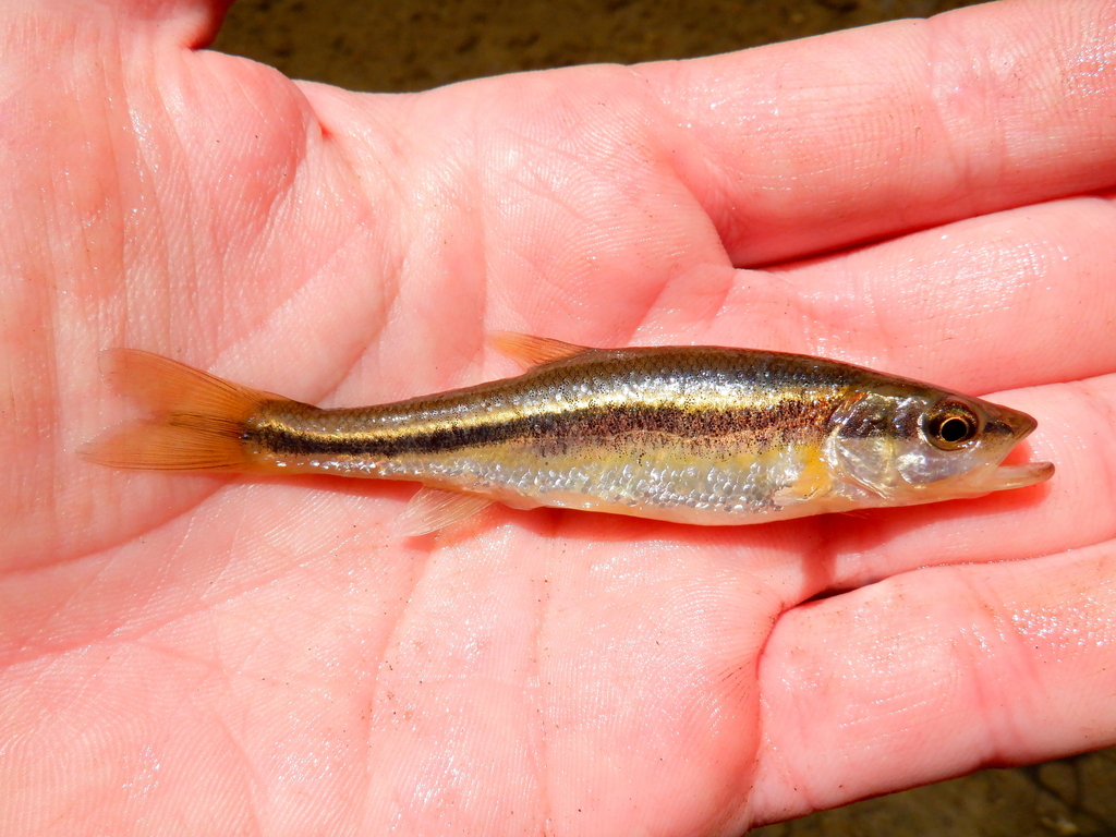 Redside Dace from Champaign County, OH, USA on June 17, 2021 at 02:13 ...