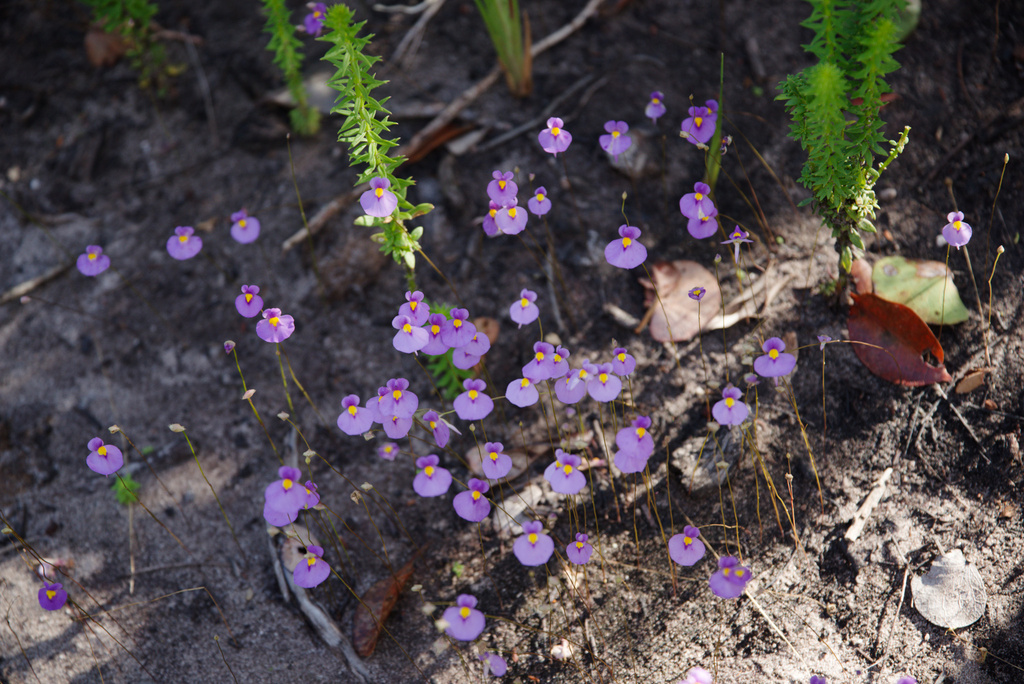 (Utricularia blanchetii) - Botanical Realm
