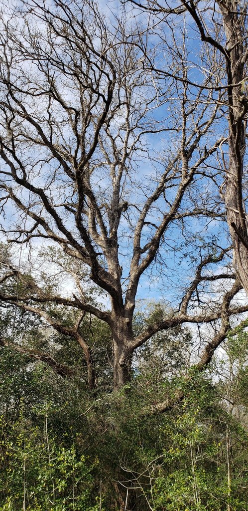 Bastard oak from Brazoria County, TX, USA on January 11, 2019 at 01:34 ...