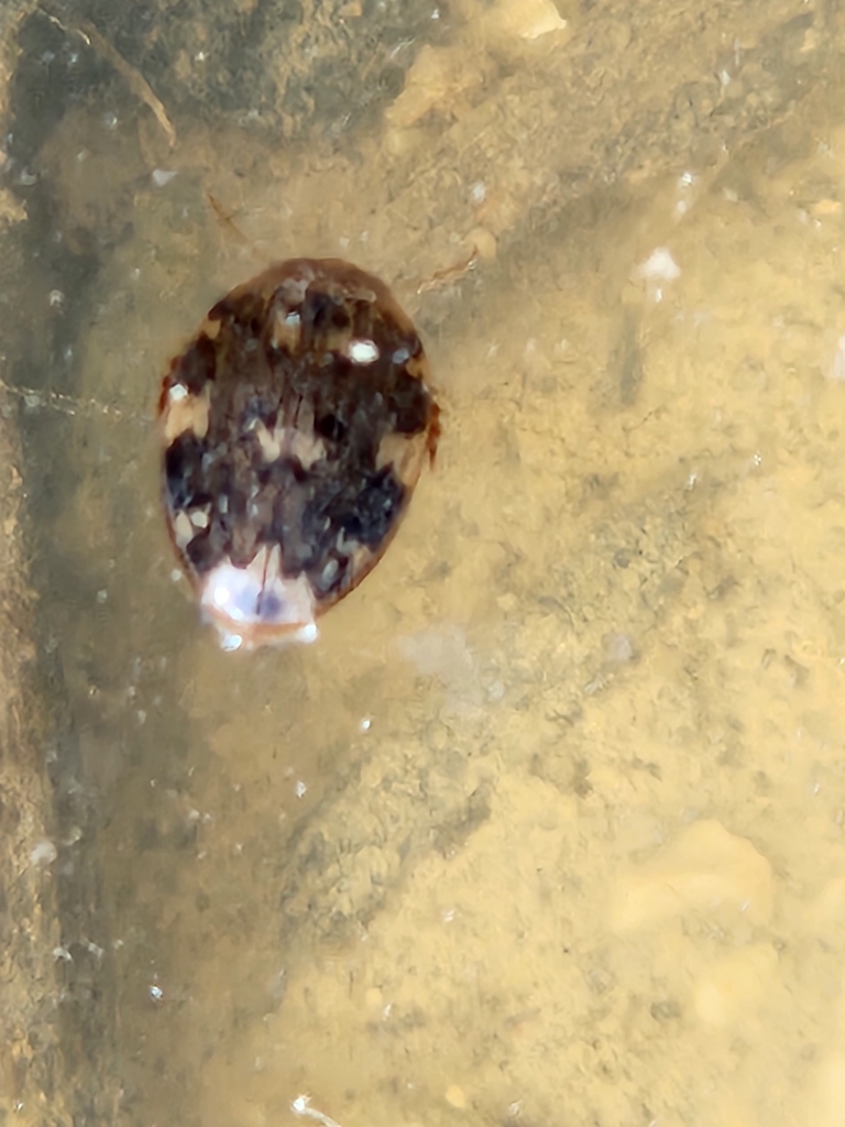 Dingy Diver from Menomonee Falls on July 17, 2023 at 03:46 PM by tukath ...