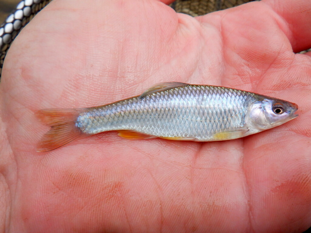 Steelcolor Shiner from Hamilton County, OH, USA on July 8, 2021 at 11: ...