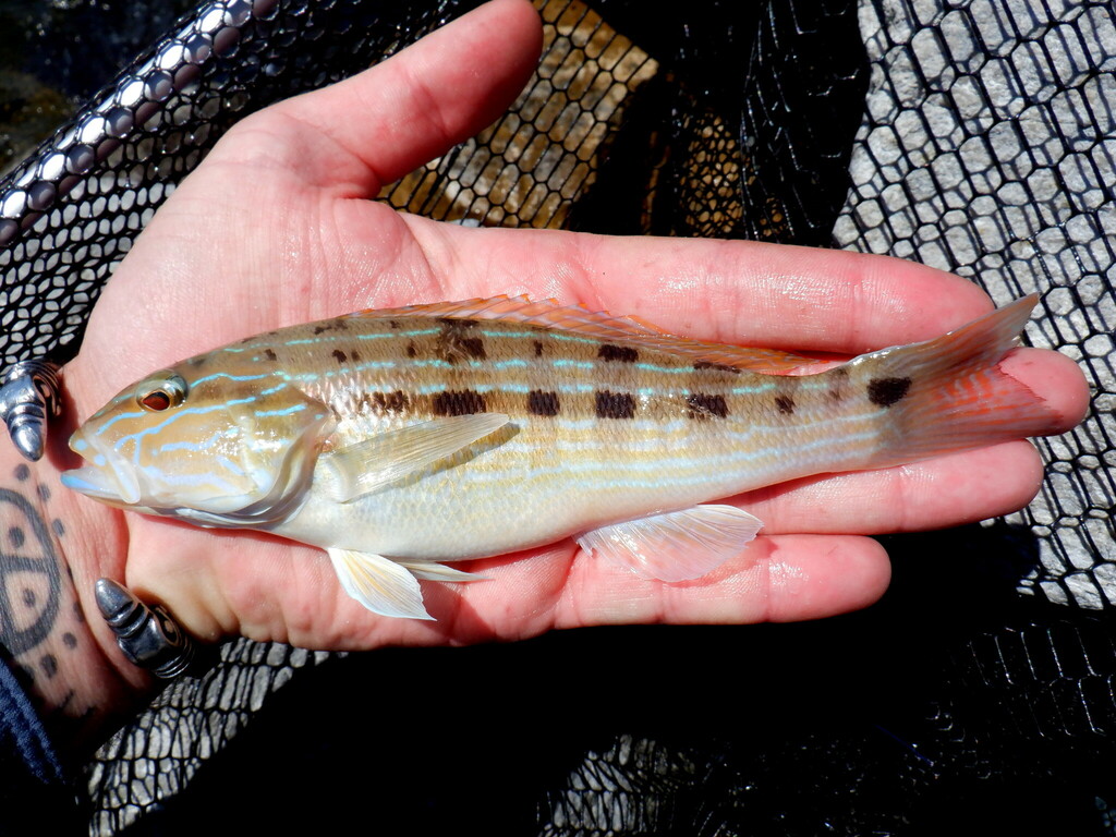 Sand Perch from Okaloosa County, FL, USA on July 28, 2020 at 08:50 PM ...