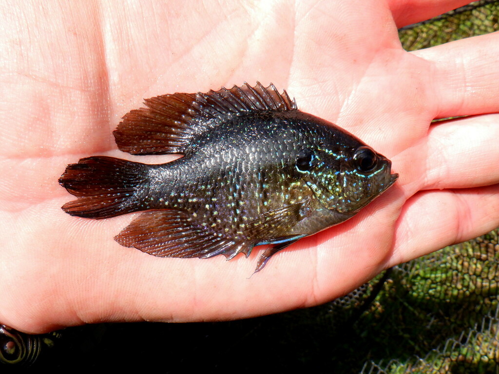 Banded Sunfish from 4155 Suwannee Canal Road, Folkston, GA 31537 on ...