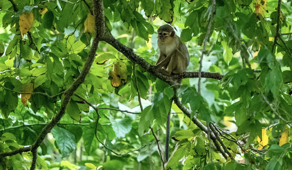 Northern Talapoin from HG42+965, Libreville, Gabon on July 10, 2022 at ...