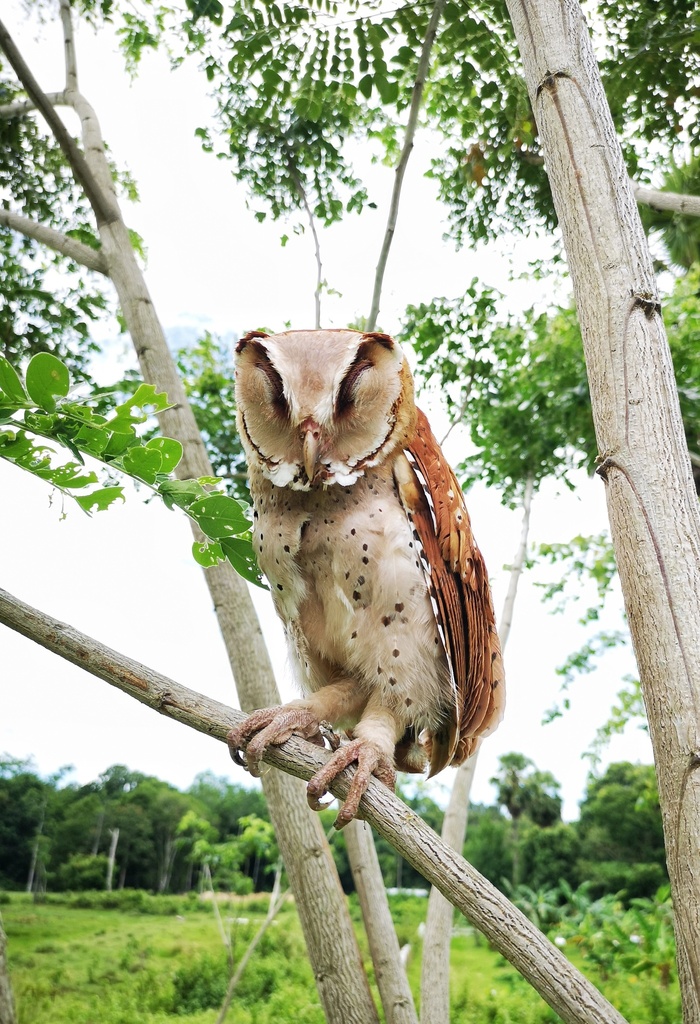 Oriental Bay-Owl from 222 มหาวิทยาลัยวลัยลักษณ์ Tambon Thai Buri ...