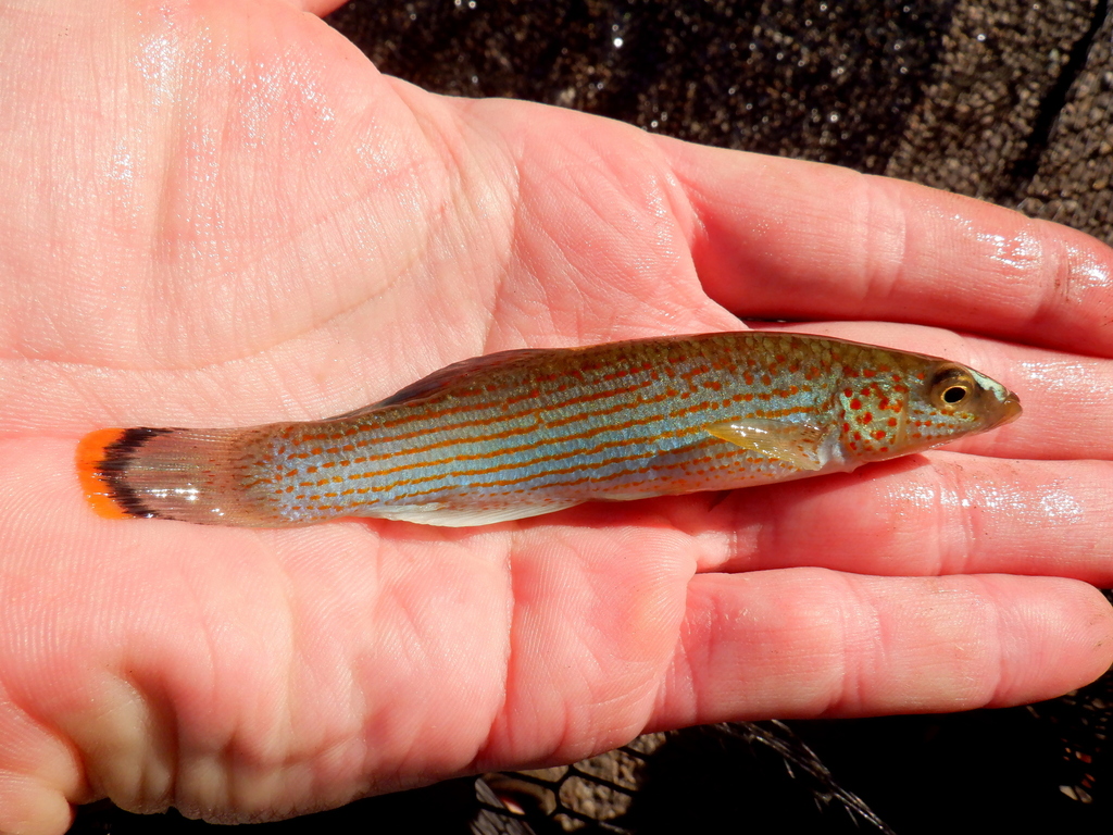 Northern Studfish from Greene County, OH, USA on June 17, 2021 at 07:58 ...