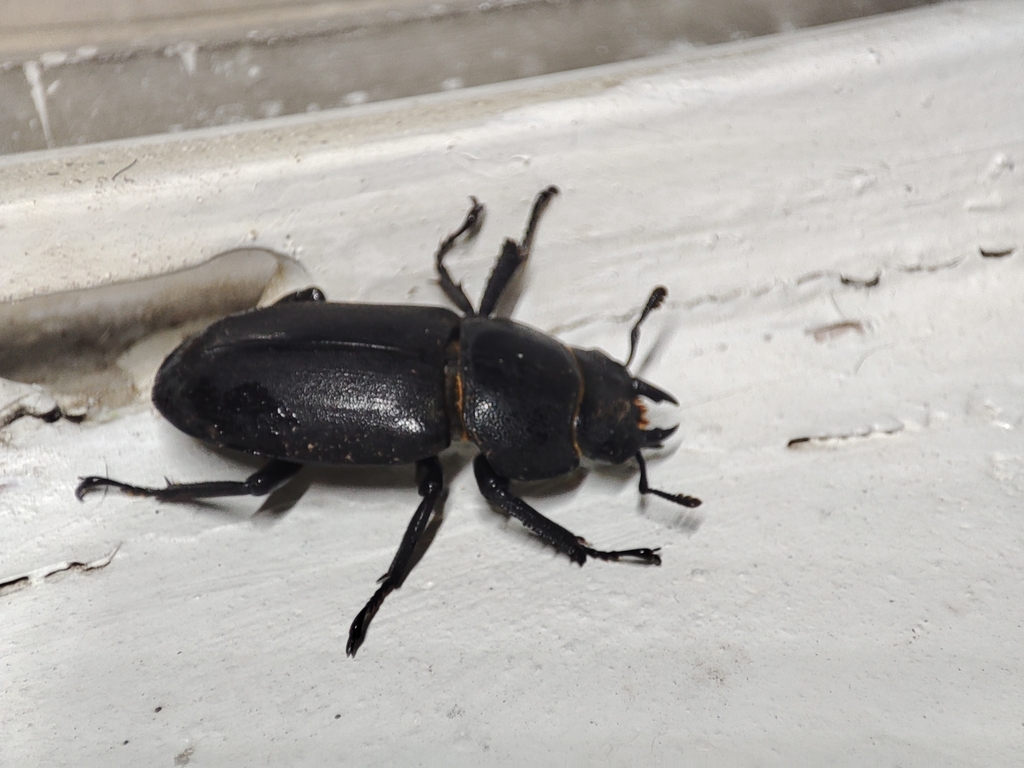 Dorcus rectus rectus in July 2023 by pitturpattur · iNaturalist