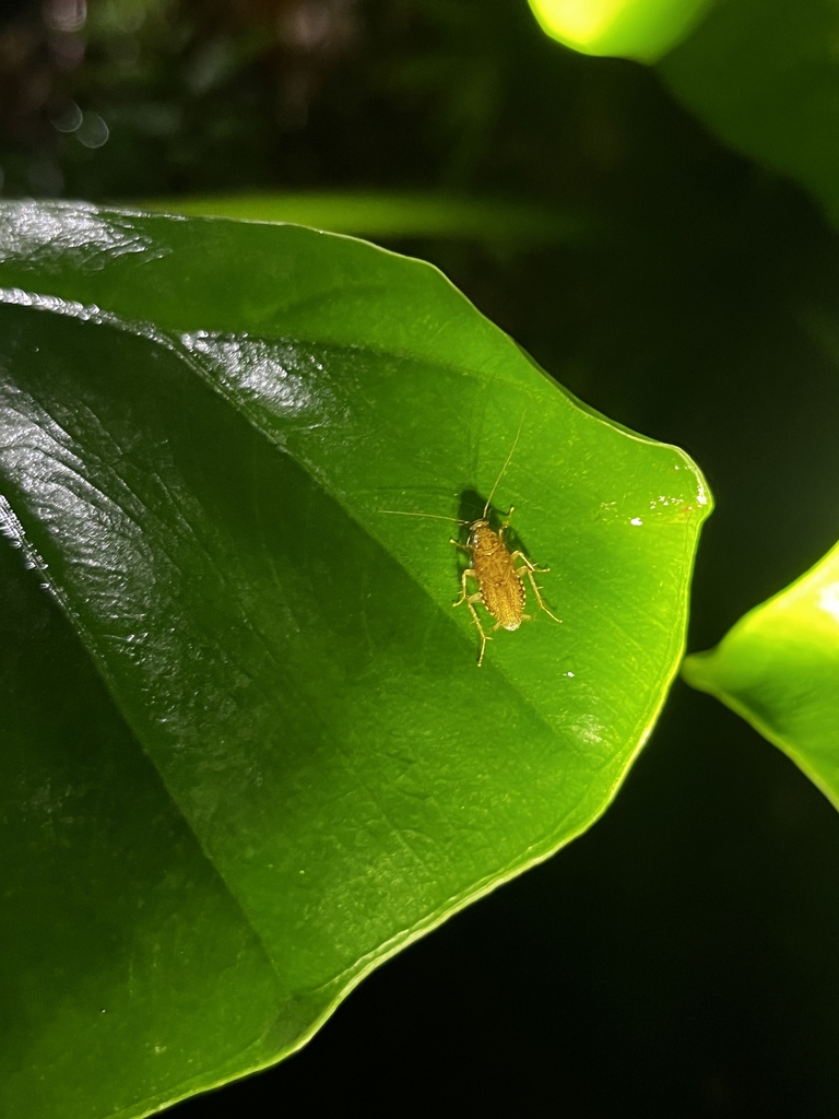 Margattea from Yulin, Taiwan, Taiwan on July 12, 2023 at 07:12 PM by ...